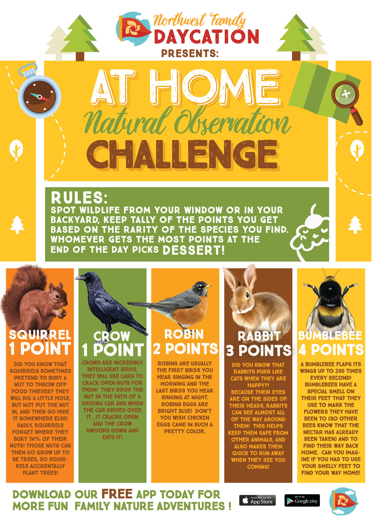 At Home Natural Observation Challenge - Outings - OuterSpatial