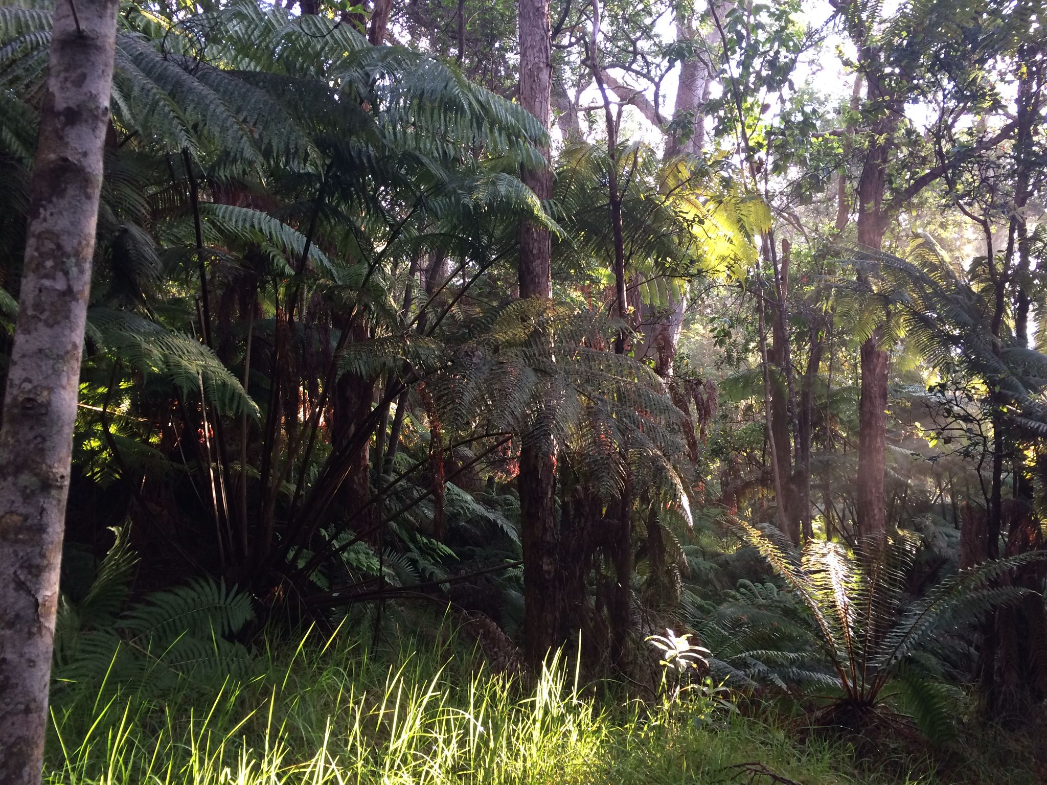 HA PHA Unit B; Kau Forest Reserve (Kapapala Section) - Areas - OuterSpatial