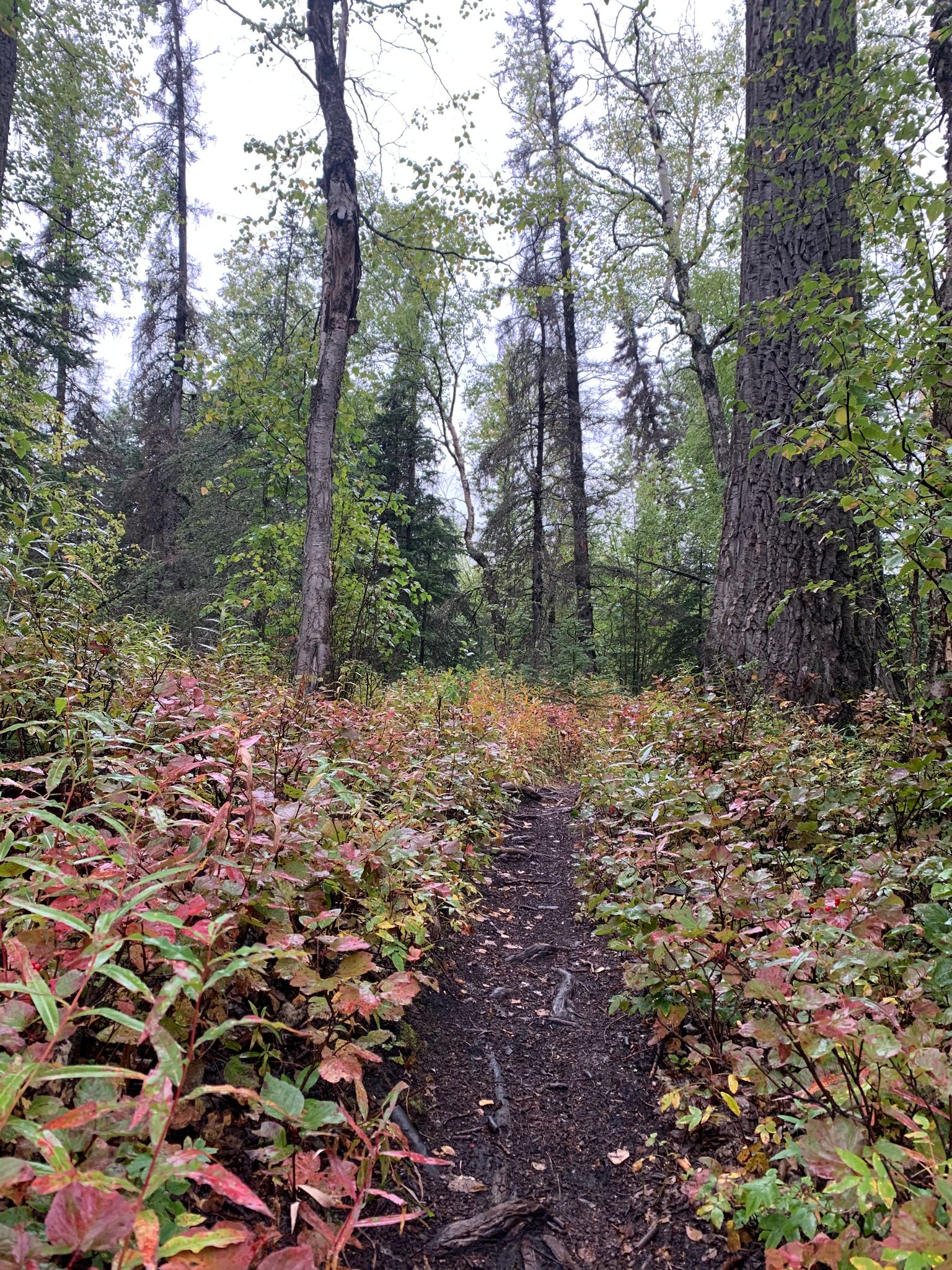 Mooseberry Mesa - Trails - OuterSpatial
