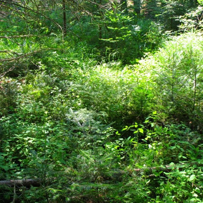 David Dana Forest - Areas - OuterSpatial