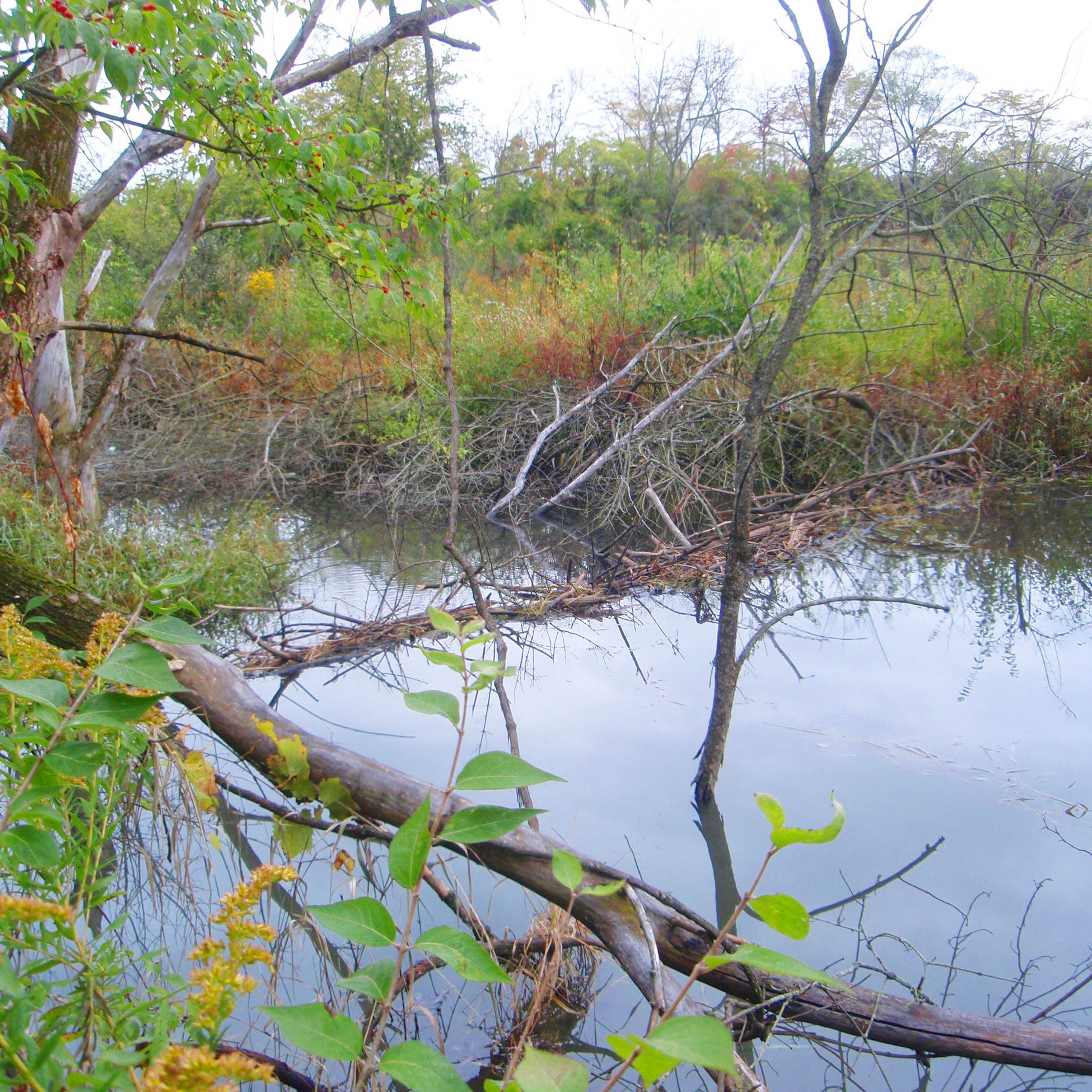 Hebble Creek Reserve - Areas - OuterSpatial