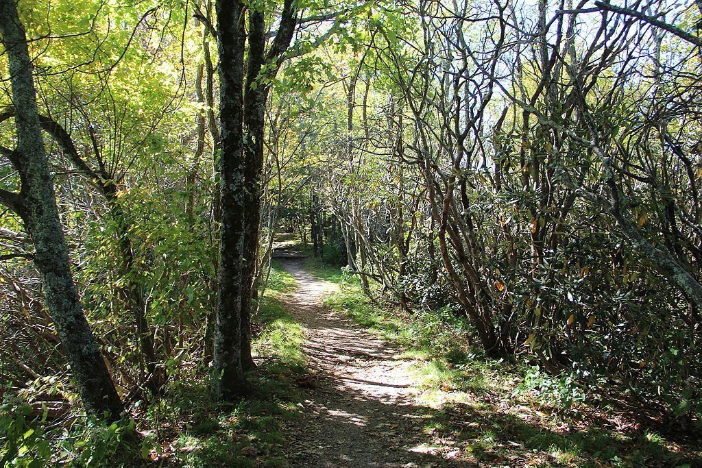 Mountains-to-Sea Trail - Falls Lake South Shore Trail Section - Points ...