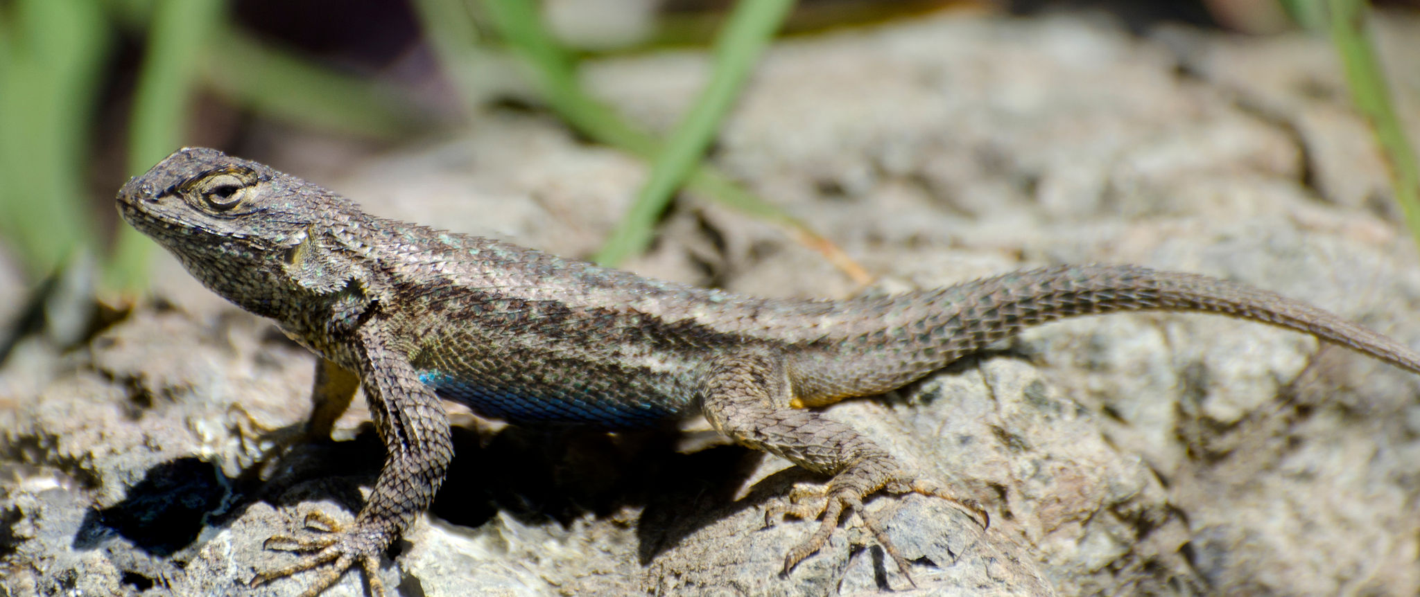Blue Belly Lizard - Articles - OuterSpatial