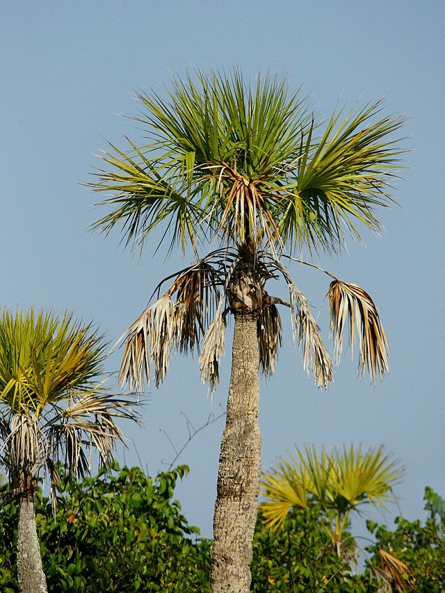 Sabal Palmetto - Articles - OuterSpatial