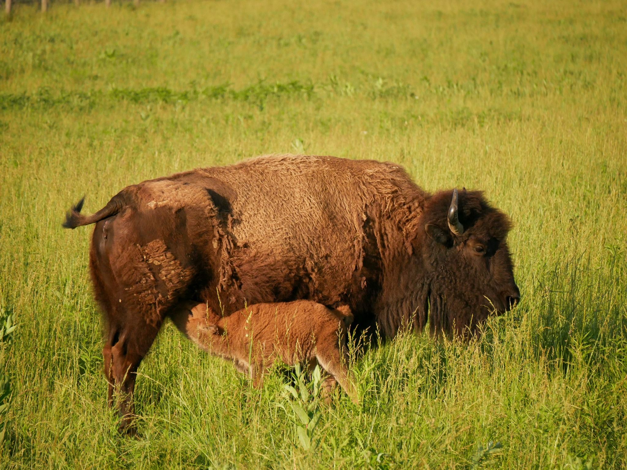 Bison Summer Pasture - Points of Interest - OuterSpatial