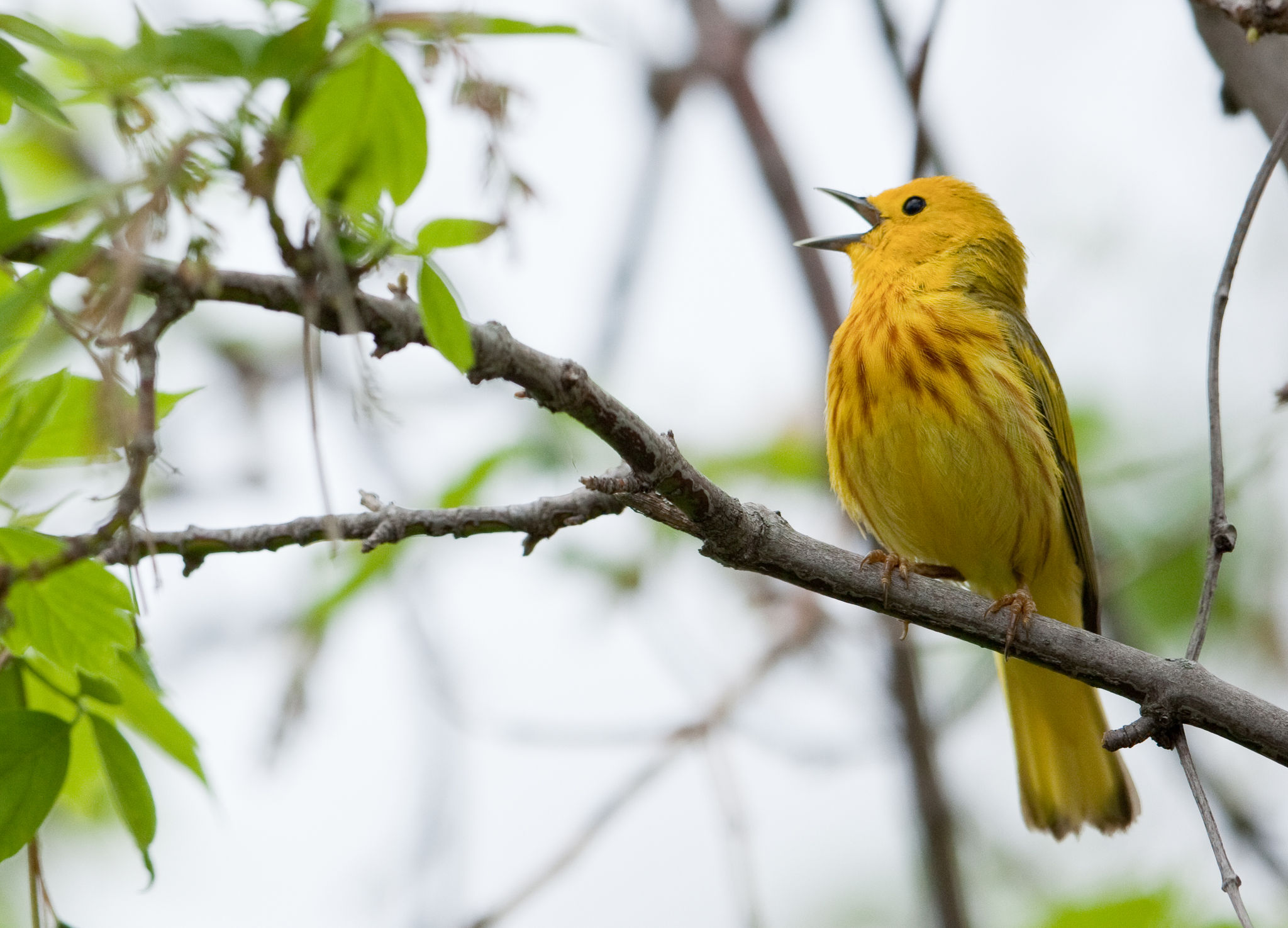 Huron and Lorain Loop - Lake Erie Birding Trail - Outings - OuterSpatial