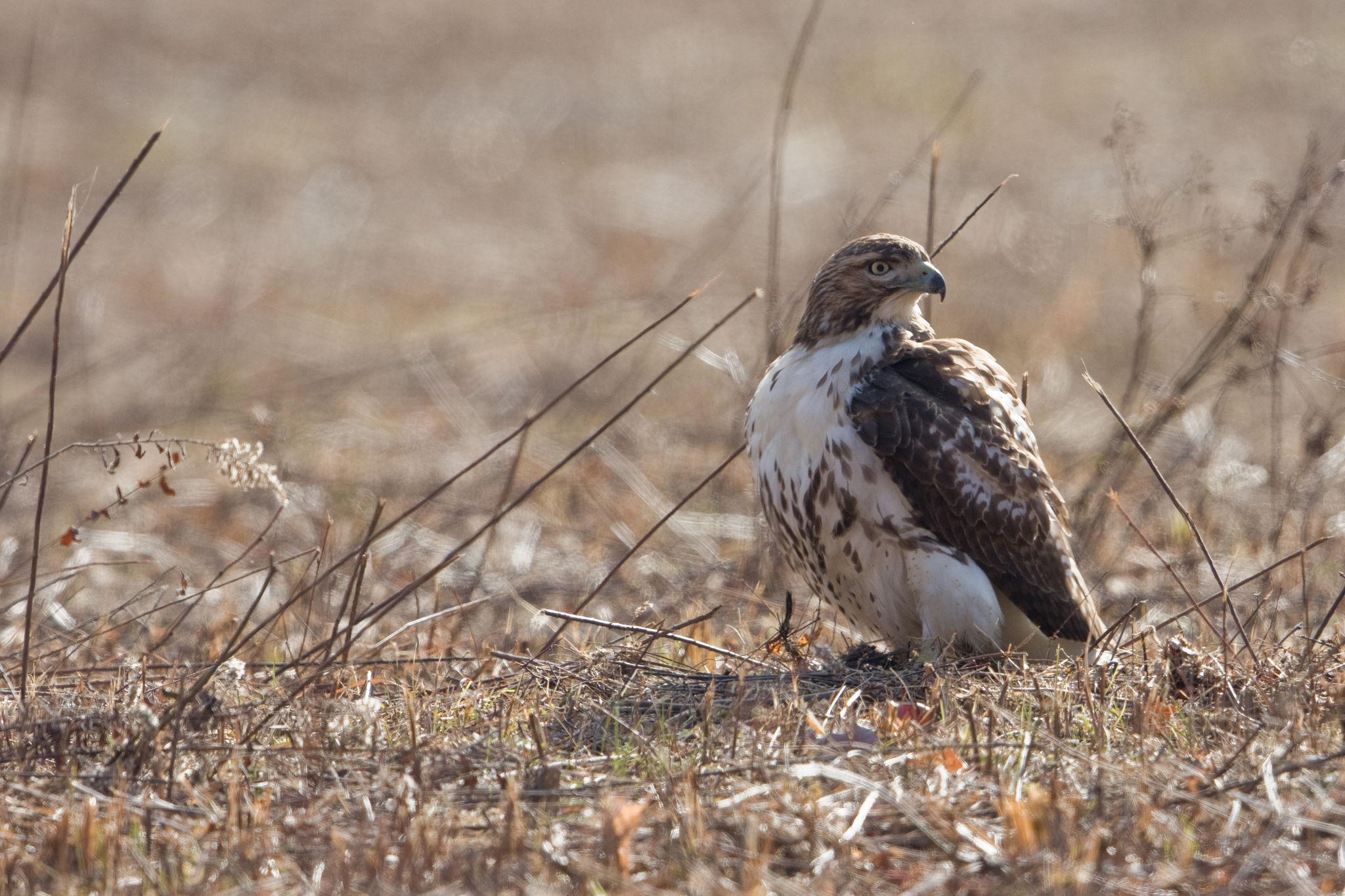 Lake Erie Islands Loop - Lake Erie Birding Trail - Outings - OuterSpatial
