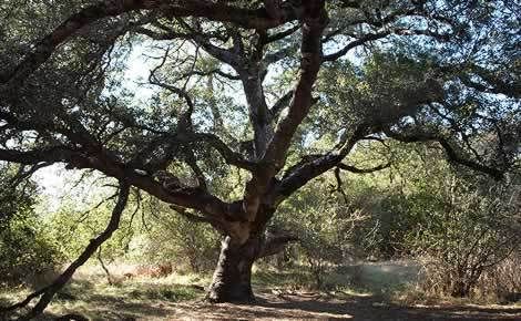 Ragle Ranch - Blackberry Trail - Outings - OuterSpatial
