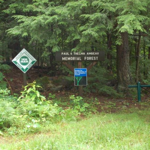 Paul & Thelma Ambeau Memorial Forest - Areas - OuterSpatial
