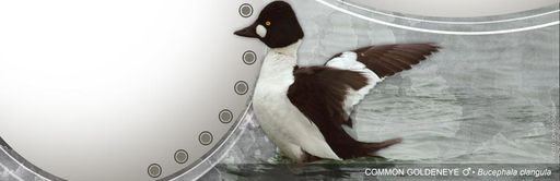 Lake Erie Islands Loop - Lake Erie Birding Trail - Outings - OuterSpatial